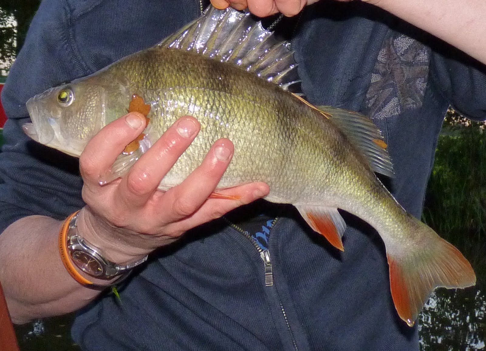 Waterlily: Fishing - Perch