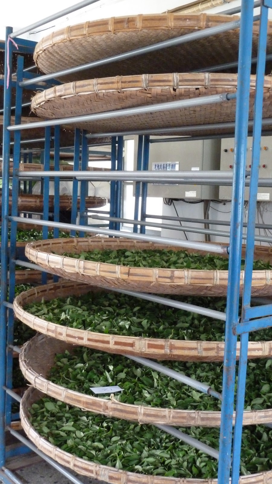 LisaKnowsTea: Taiwan Day 4-Organic Tea Farming & Hands On Tea Making