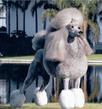 Tudo sobre poodle *-*: 09/20/10