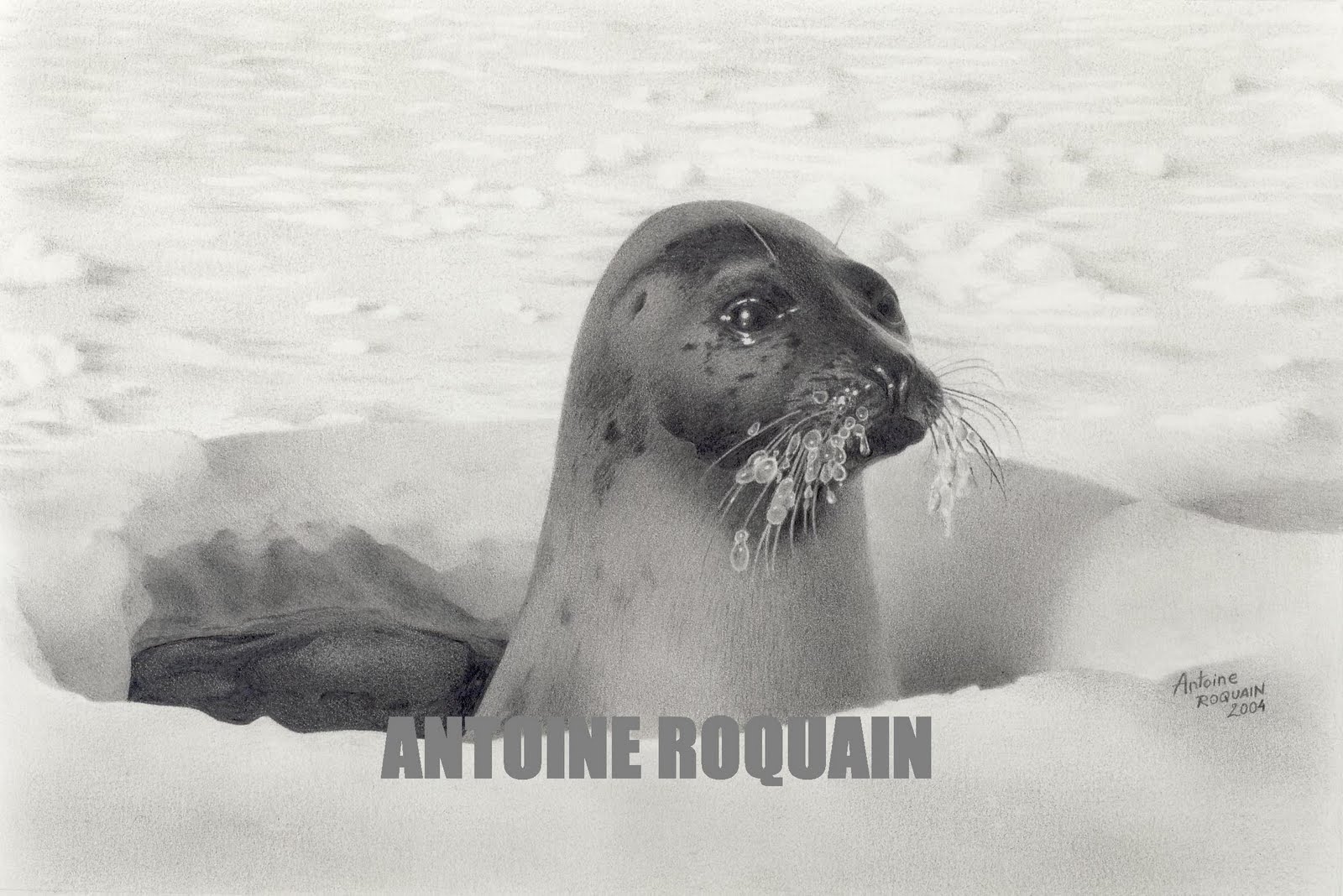 Antoine Roquain Dessin Animalier, Wildlife Pencil Art: Phoque aux ...