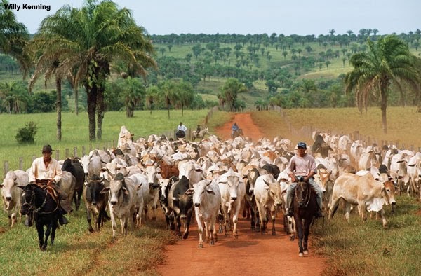 Deforestation of the Brazilian Amazon: Cattle Ranching in the Rainforest