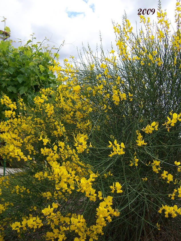 sueños_que_despiertan: Mis plantas V