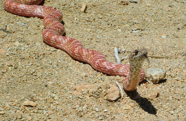 Webnesia: April 2010