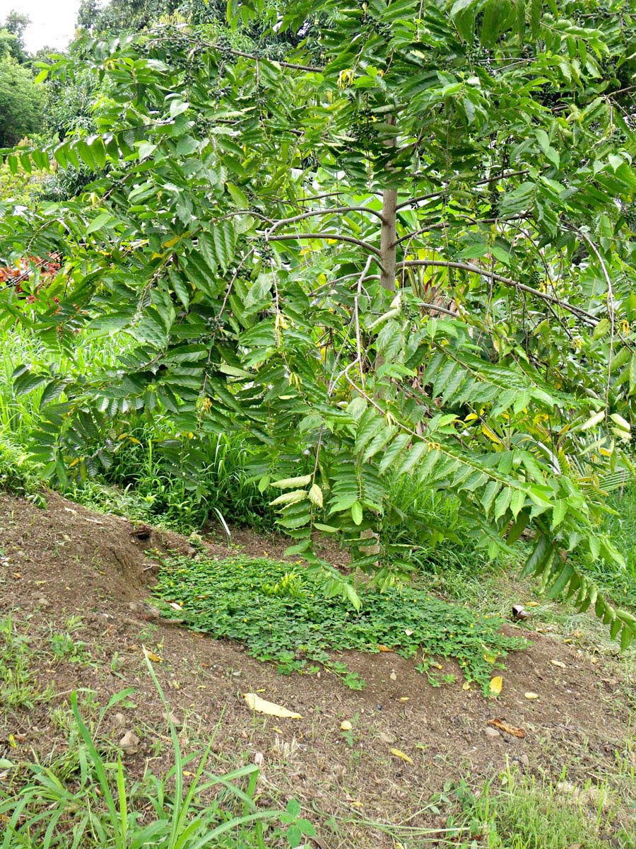 The Kruse Chronicles Continue in Cocoa, Florida: Down by the Gate...My ...