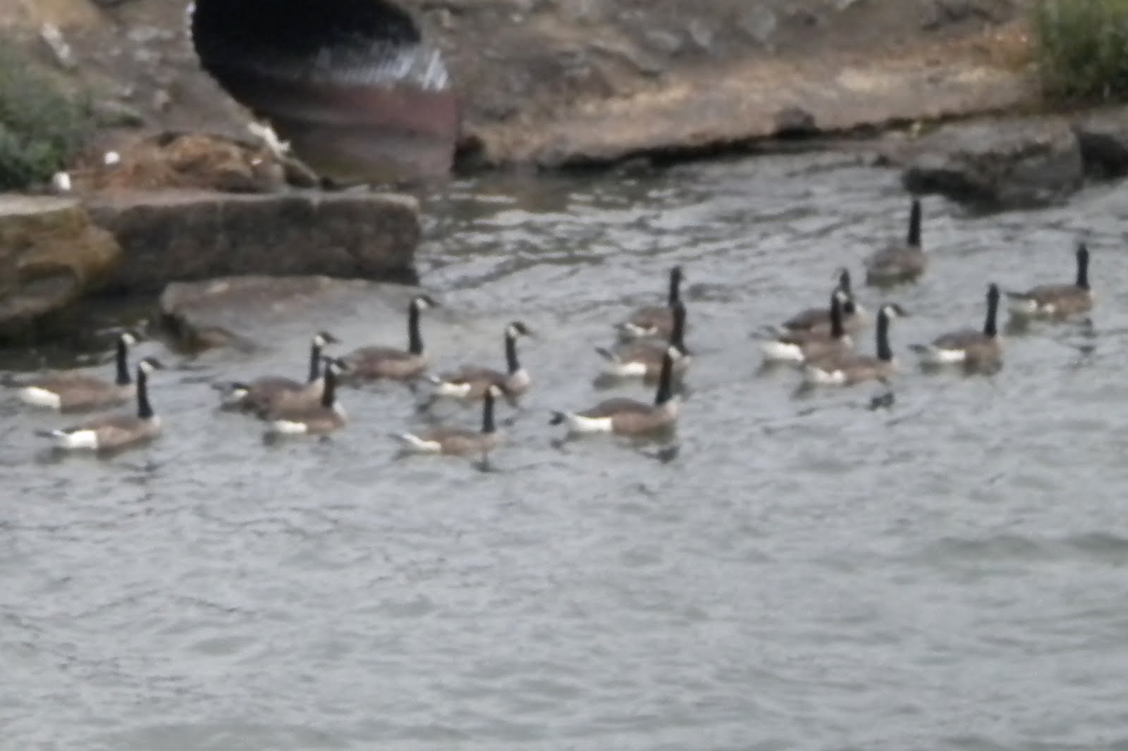 peacesojourner: Buffalo Harbor Cruise on 'Miss Buffalo II' - Part II
