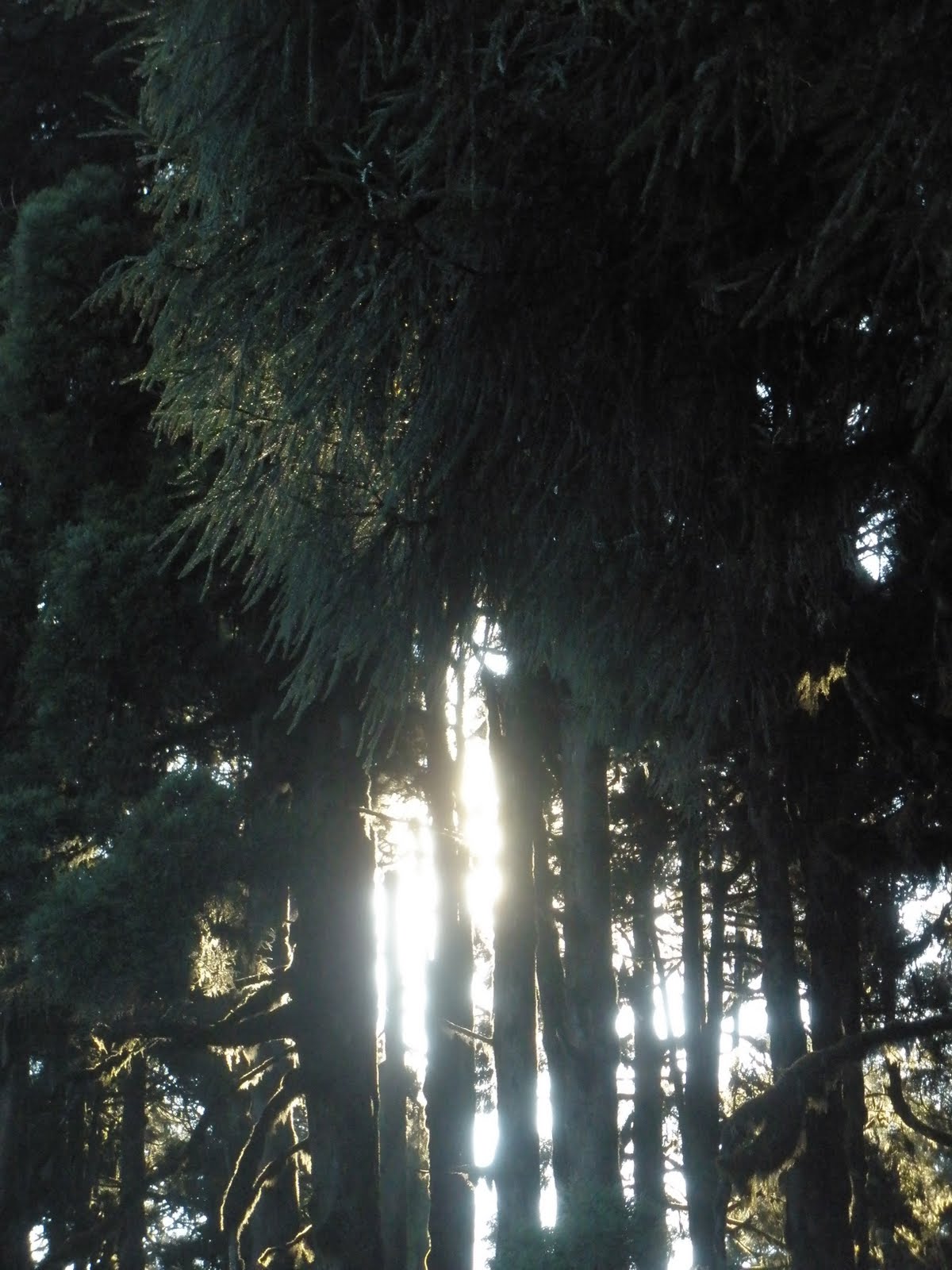 From Serendib To Sikkim: Senchal Wildlife Sanctuary, Darjeeling ...