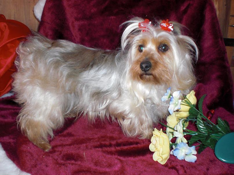 SILKY TERRIER LOVE: SILKY TERRIER PUPPIES FOR SALE