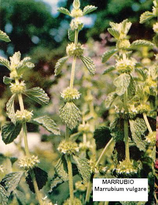 La Flora en España: Marrubio