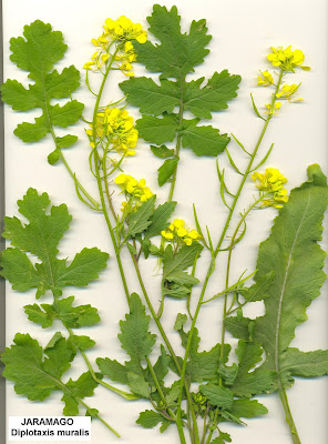 La Flora en España: Jaramago