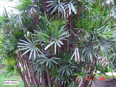 La Flora en España: Palmera bambú