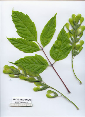 La Flora en España: Arce negundo