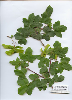 La Flora en España: Arce menor