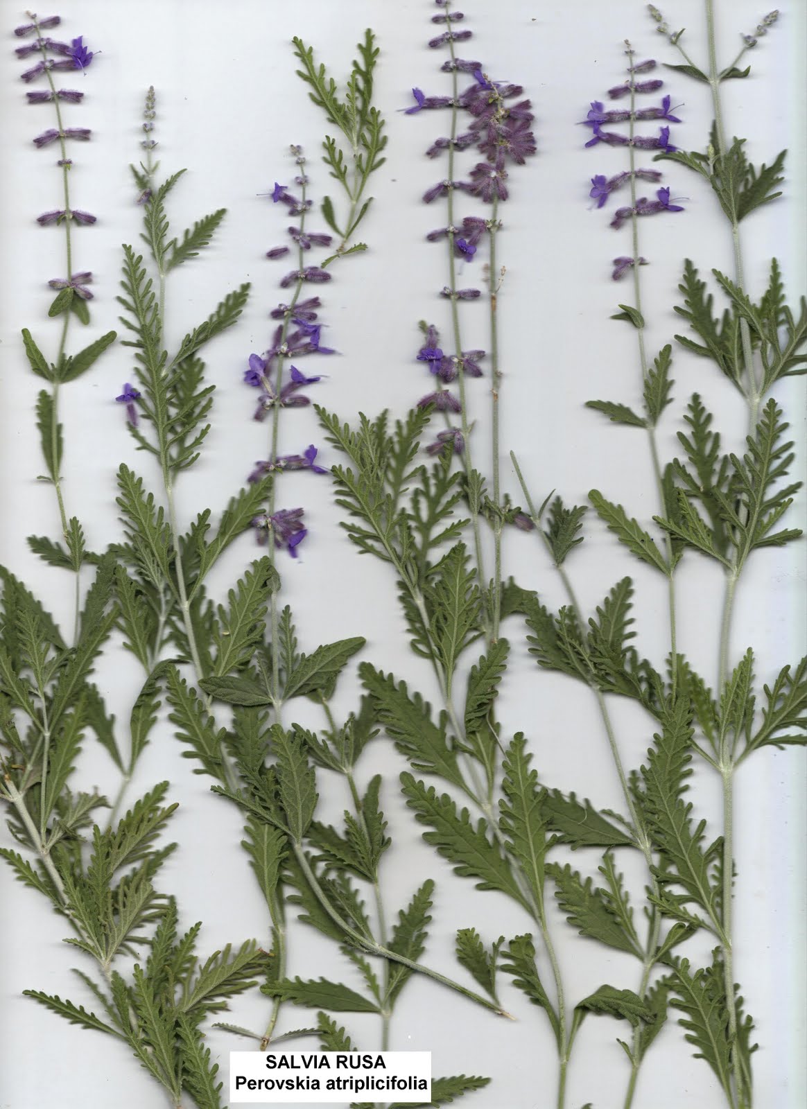 La Flora en España: Salvia Rusa