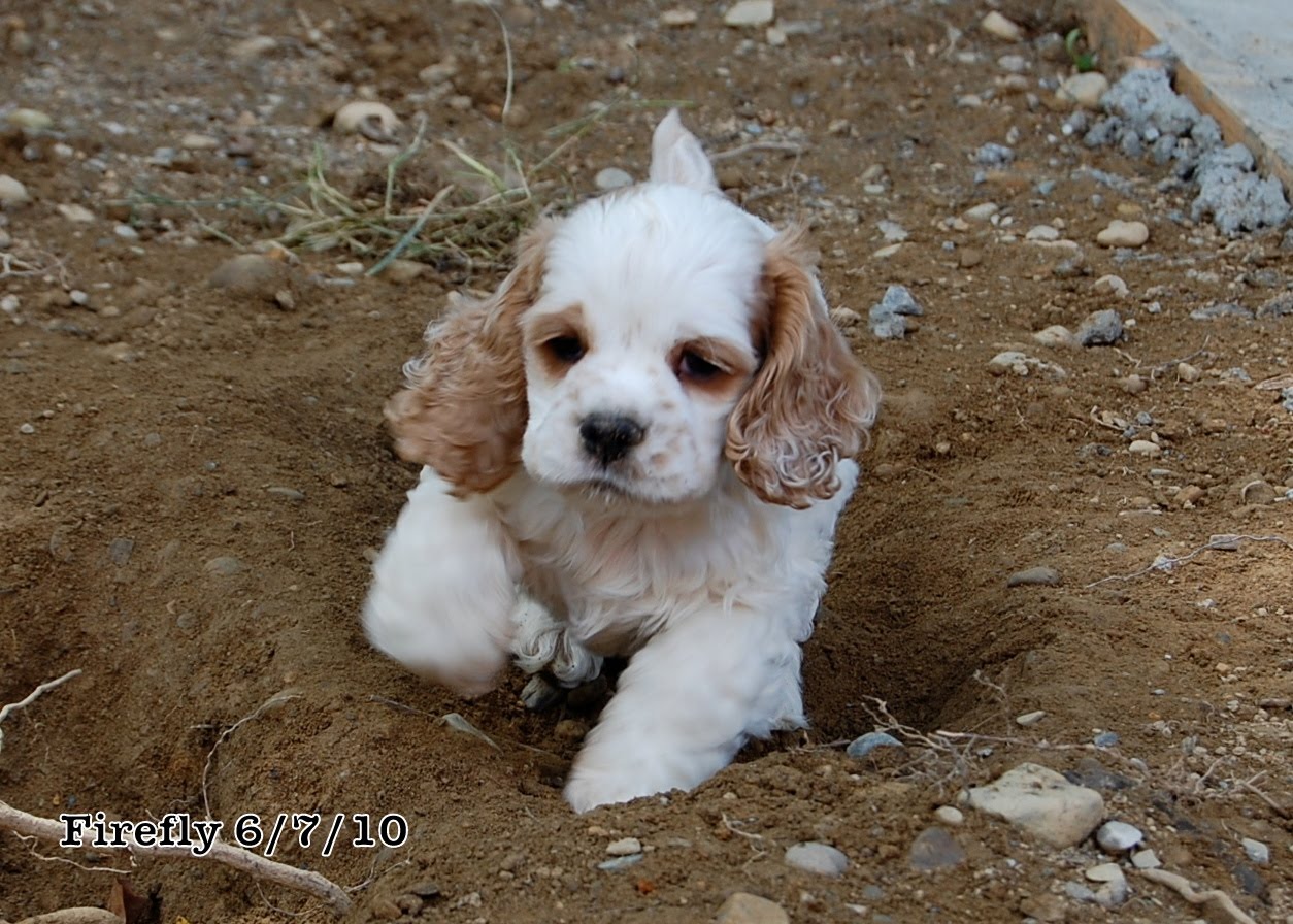 Moondrop Gardens Cocker Spaniels: Puppies 7 weeks old!