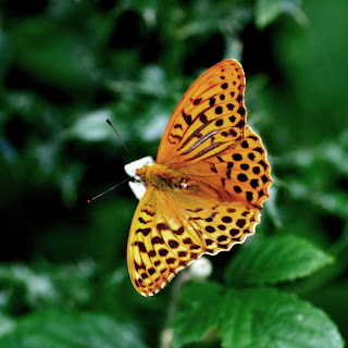 Postcards from Sussex: Bilateral gynandromorphism at Southwater