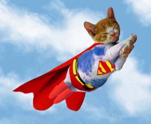 isto e chocante: SUPER GATOS!