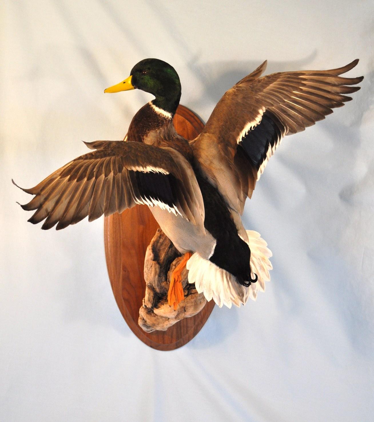 WildFowl Artistry