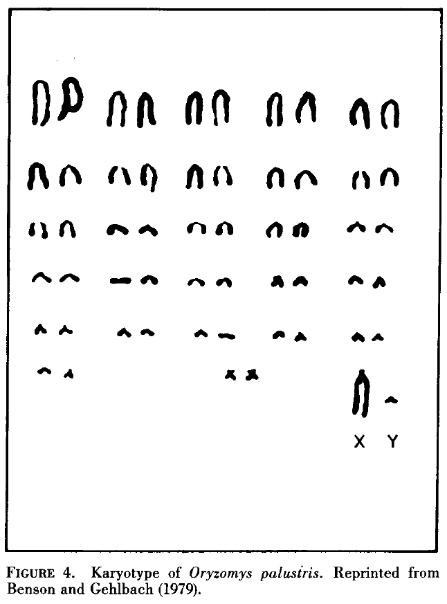 The Obligate Scientist: Monday Mammal #9: Marsh Rice Rat