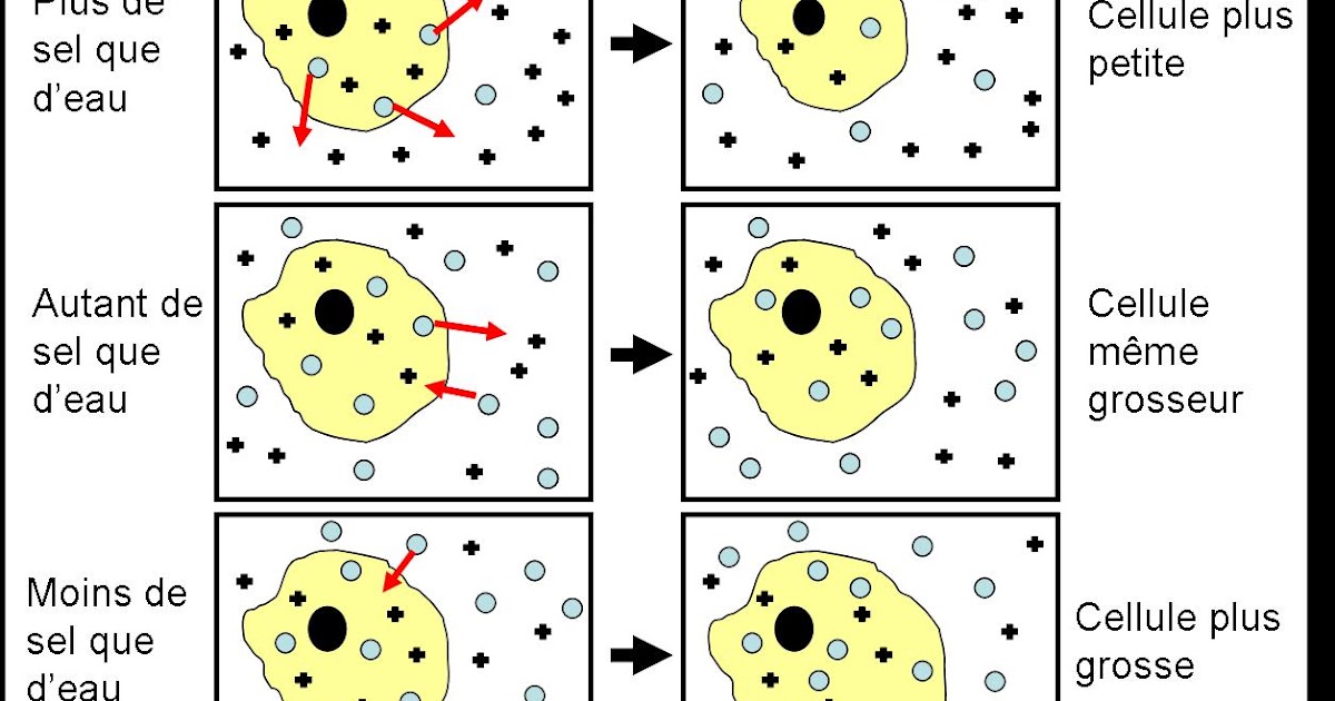 Savoir-faire à conserver: Conserve, biologie cellulaire et pression ...