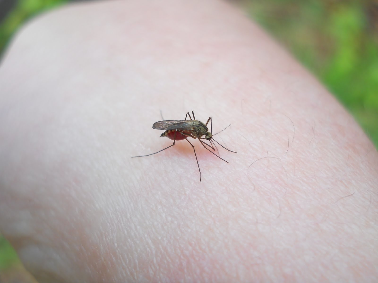 Savoir-faire à conserver: Un bon repas...