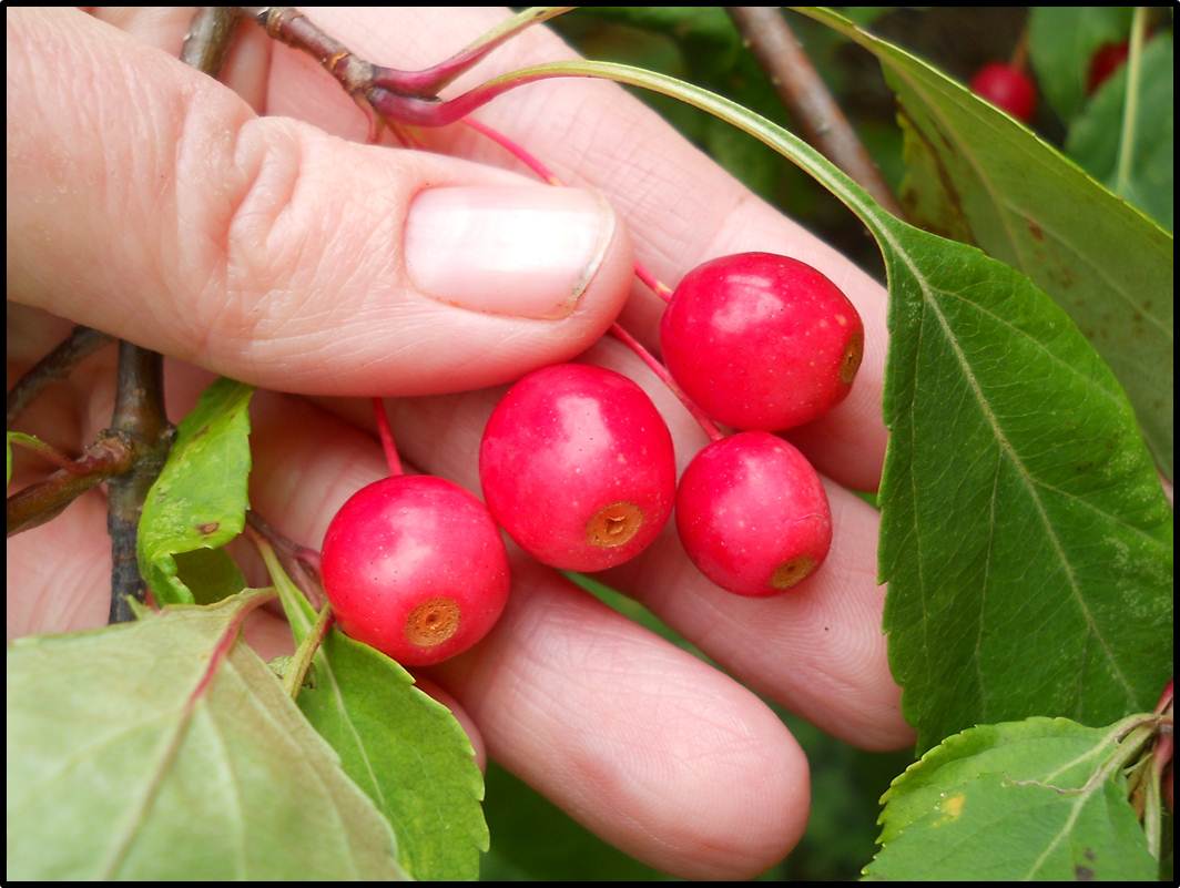 Savoir-faire à conserver: Hey Vincenzo, une question pour toi...