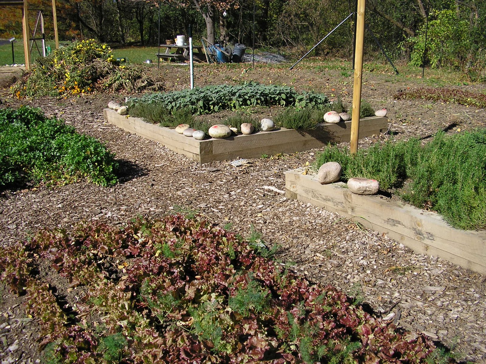 Greener Focus: Vacant 2 Vegetables Turns Empty Space into Garden