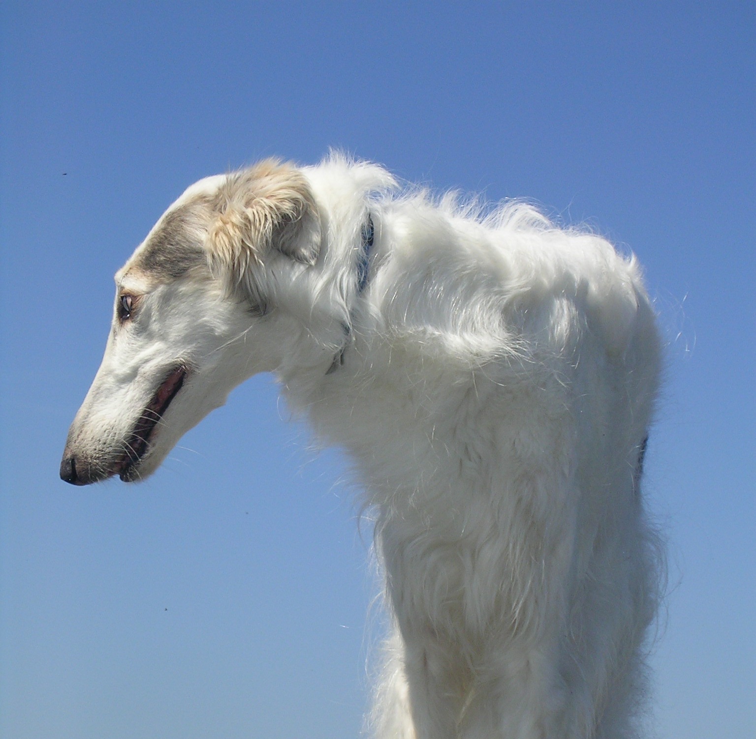 My life with the critters: Beautiful Borzois and a Passel of Puppies