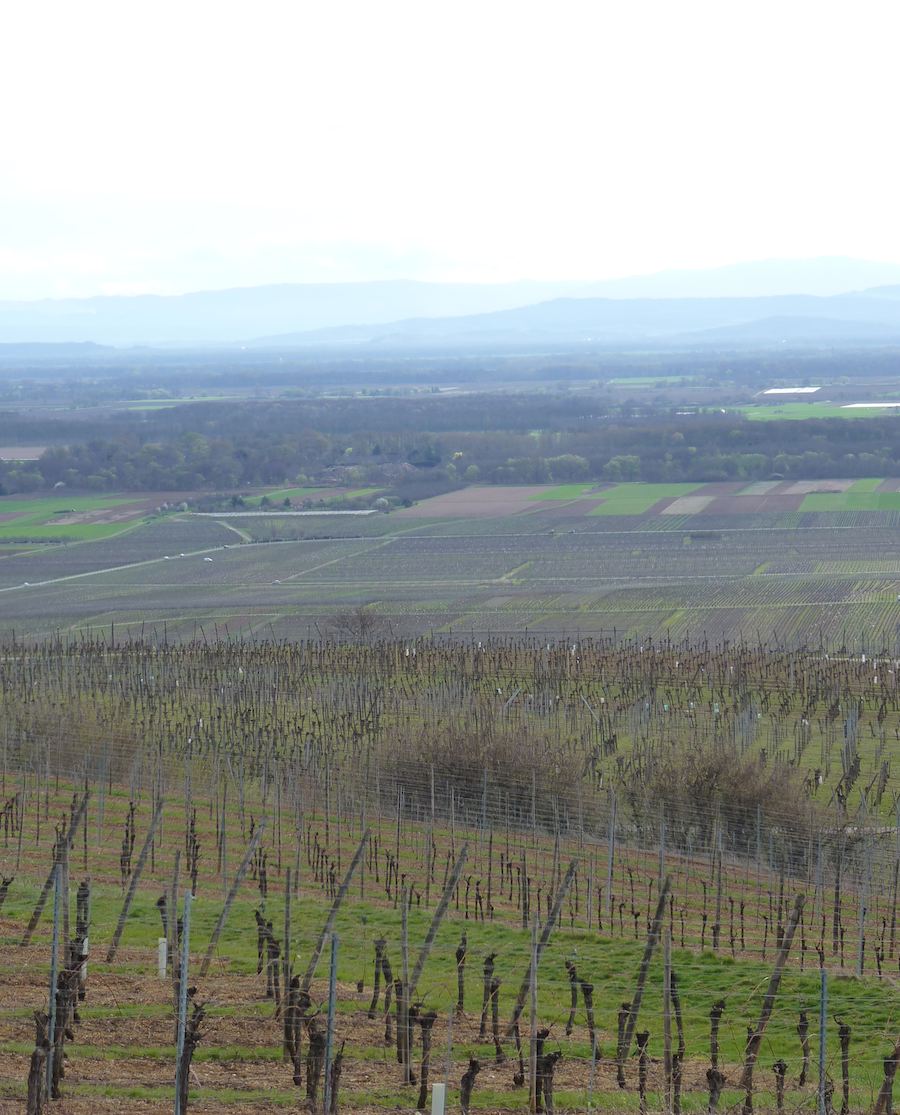 Dispatch from Metz: Alsace: La Route des Vins