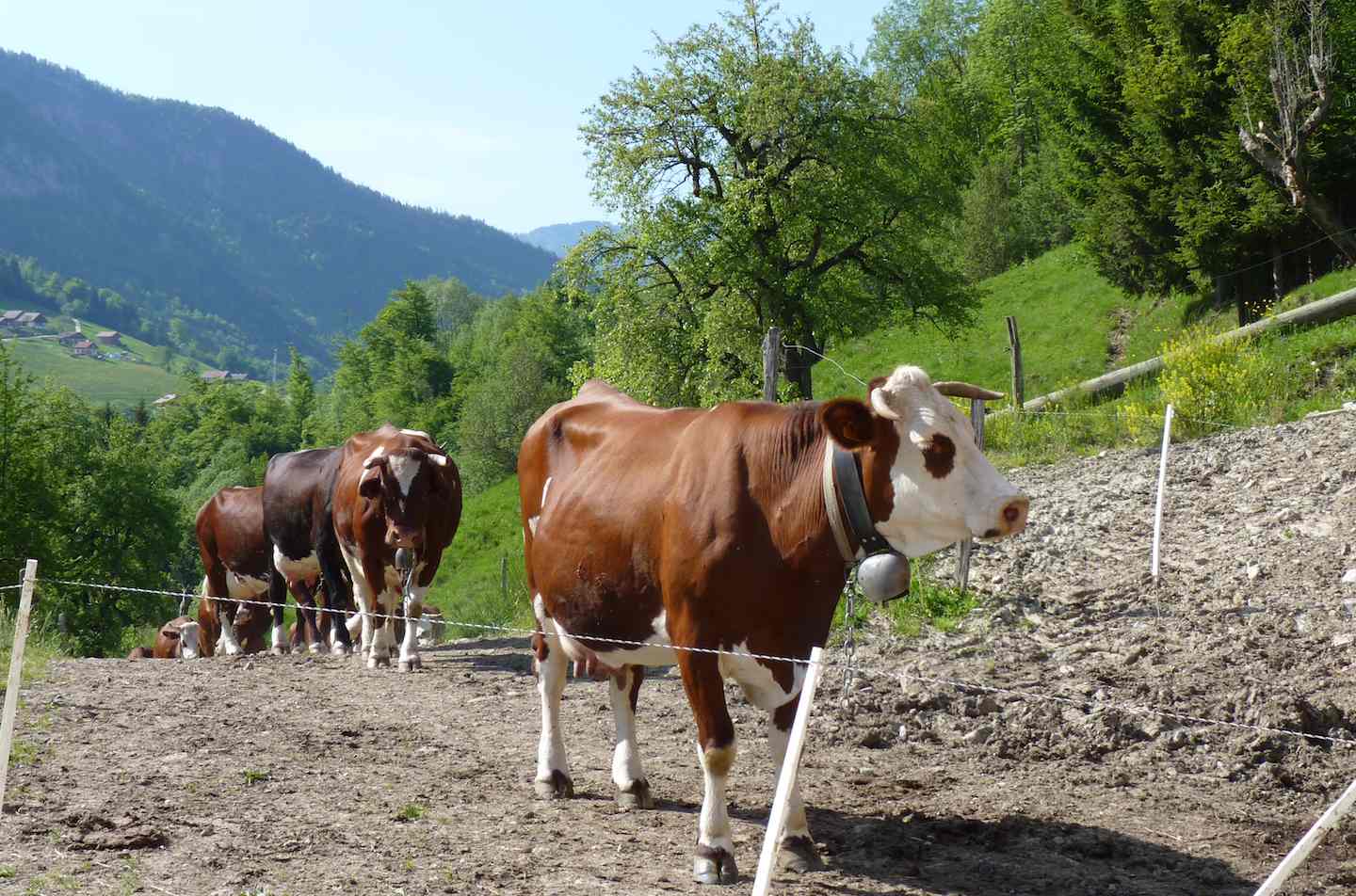 Dispatch from Metz: Tomme Fermière