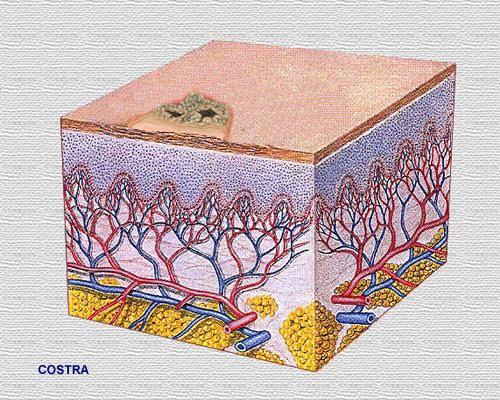 Estudiantes Vialenses de Ciencias Medicas: Atlas de Lesiones ...