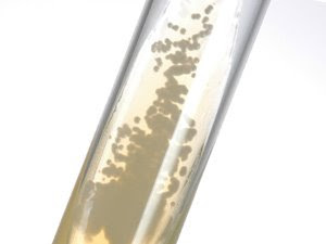 MicroA: Morphology on Slant Medium