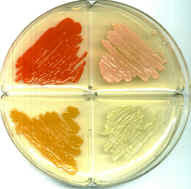 MicroA: Morphology In/On Culture Medium