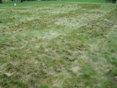 Fescue Rough on 10 and 18 | Naperville Country Club Green Department