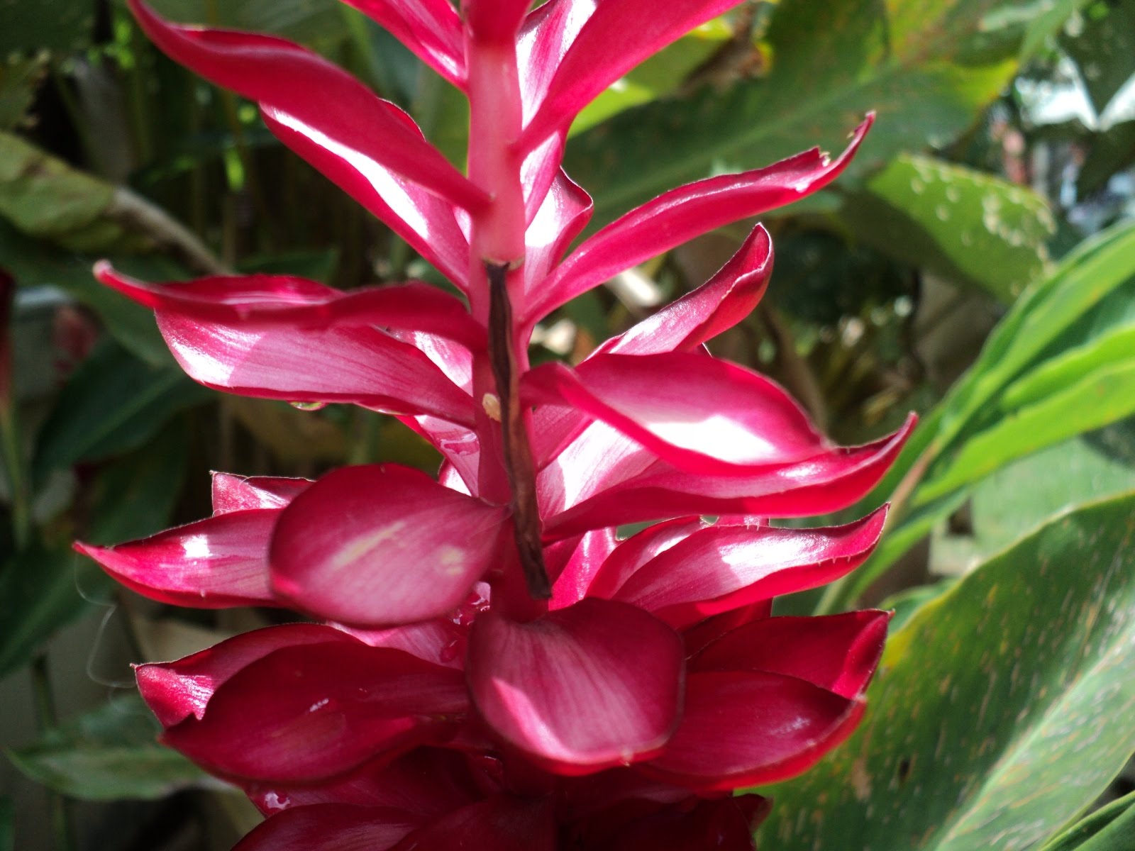 MODEL 80-AN: Taman Sendaloka