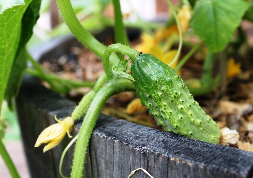 Bread and Butter Pickles | Hitchhiking to Heaven