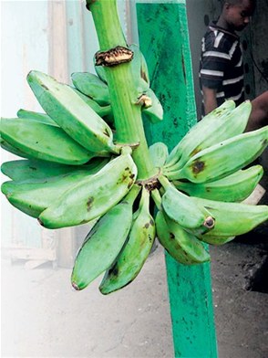 Jaraguenses en Barcelona.: El Rulo, el vívere olvidado...