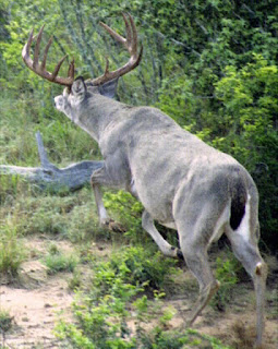 hunting experiences: Monster Bucks