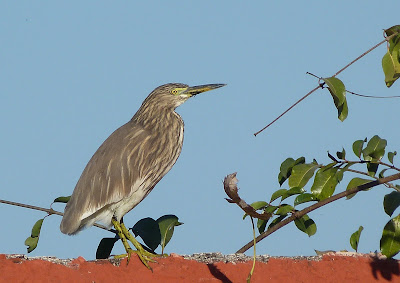 Jaipur Birding: Birds of Udaipur