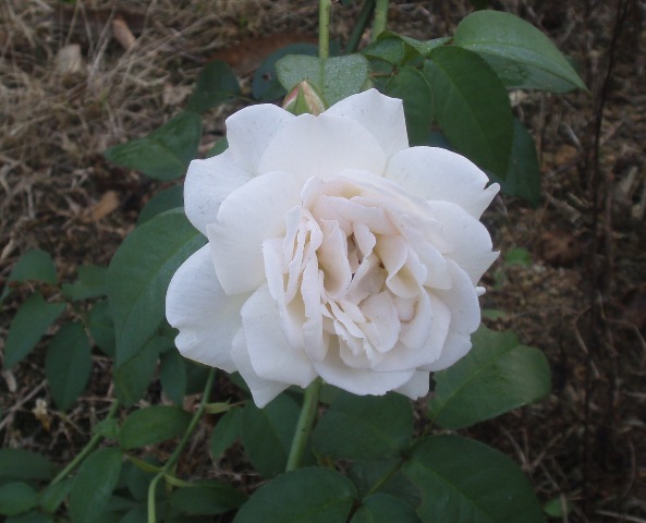 SYIMAMA PAGE: BUNGA ROS PUTIH