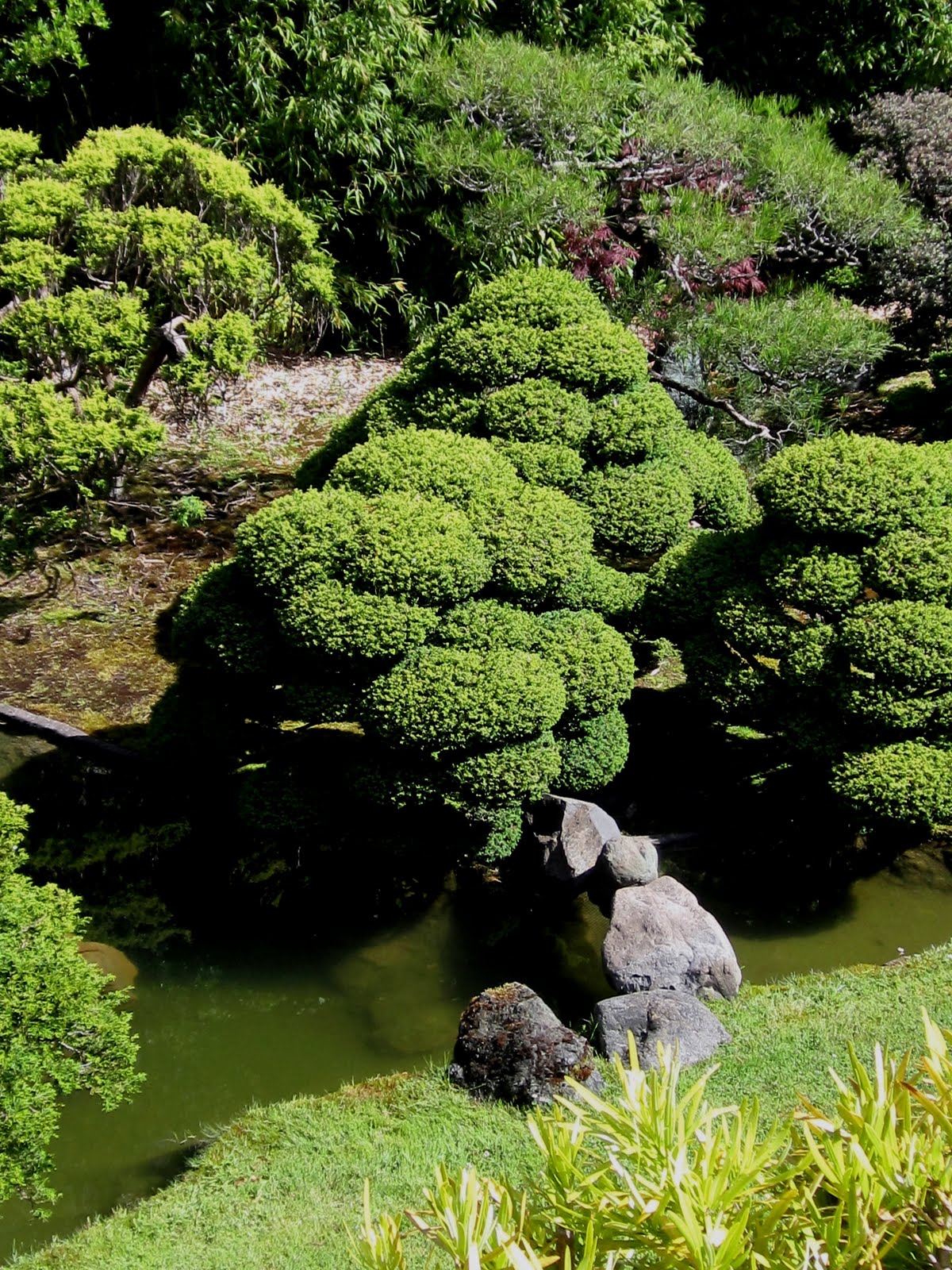 Japanese Tea Garden - San Francisco: Peoni-Trimmed Hedge In Sunken Garden