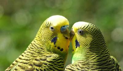 BIRDS AND EGGS (PASARI SI OUA)-AVICULTURA si ORNITOLOGIE: PERUSII