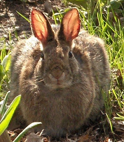 My Rabbit: Pregnant Rabbits - Signs to Look For
