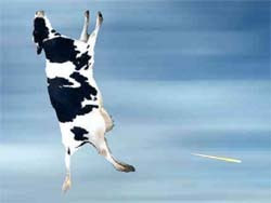 Mitos y Leyendas de Ancash: La Vaca Voladora (San Jacinto - Ancash)