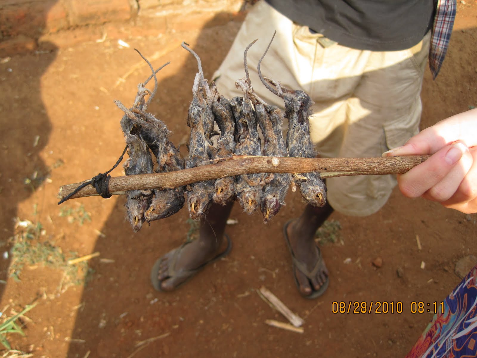 Missions in Malawi: Rats on a Stick