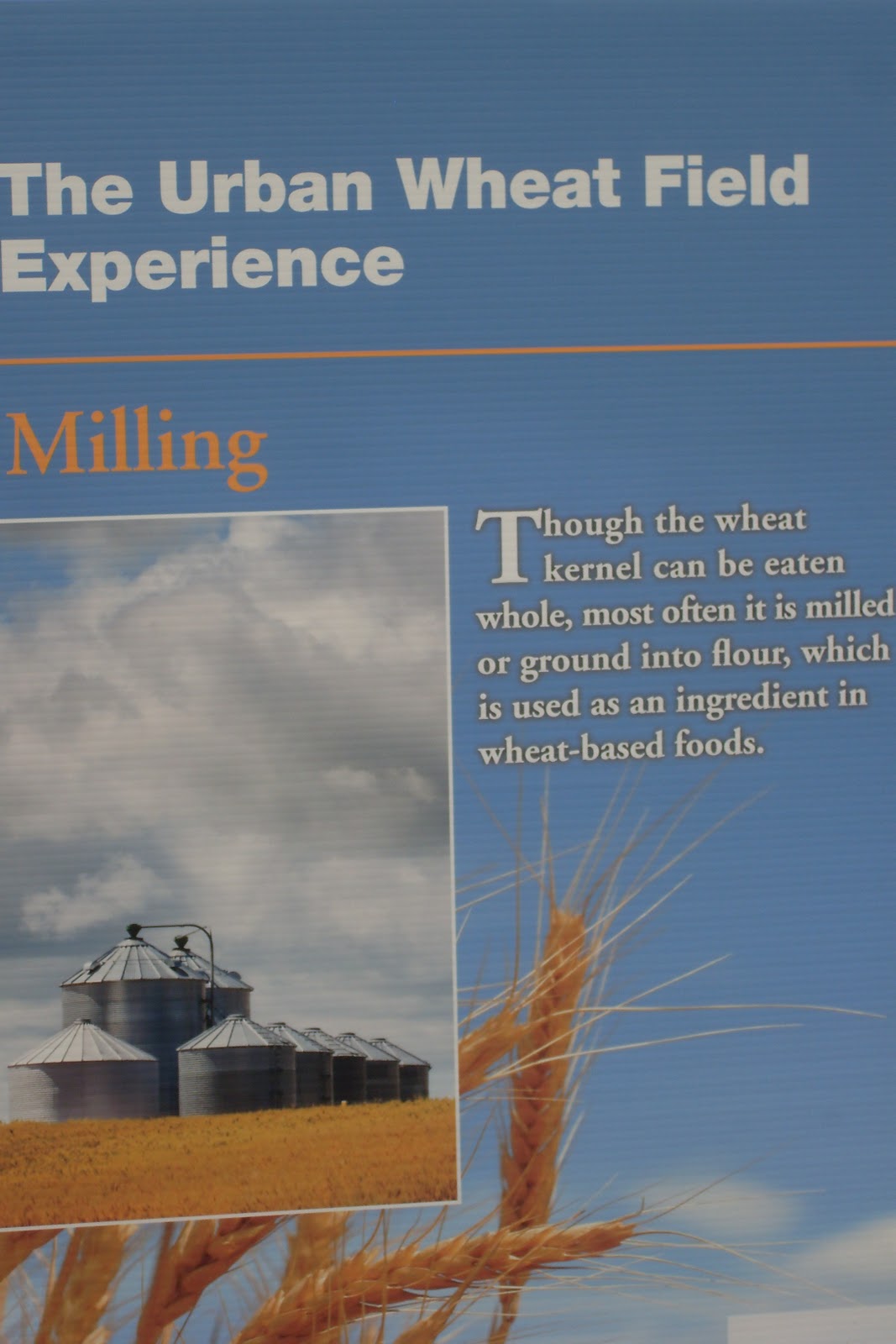 Swheat Farm Life: 2010