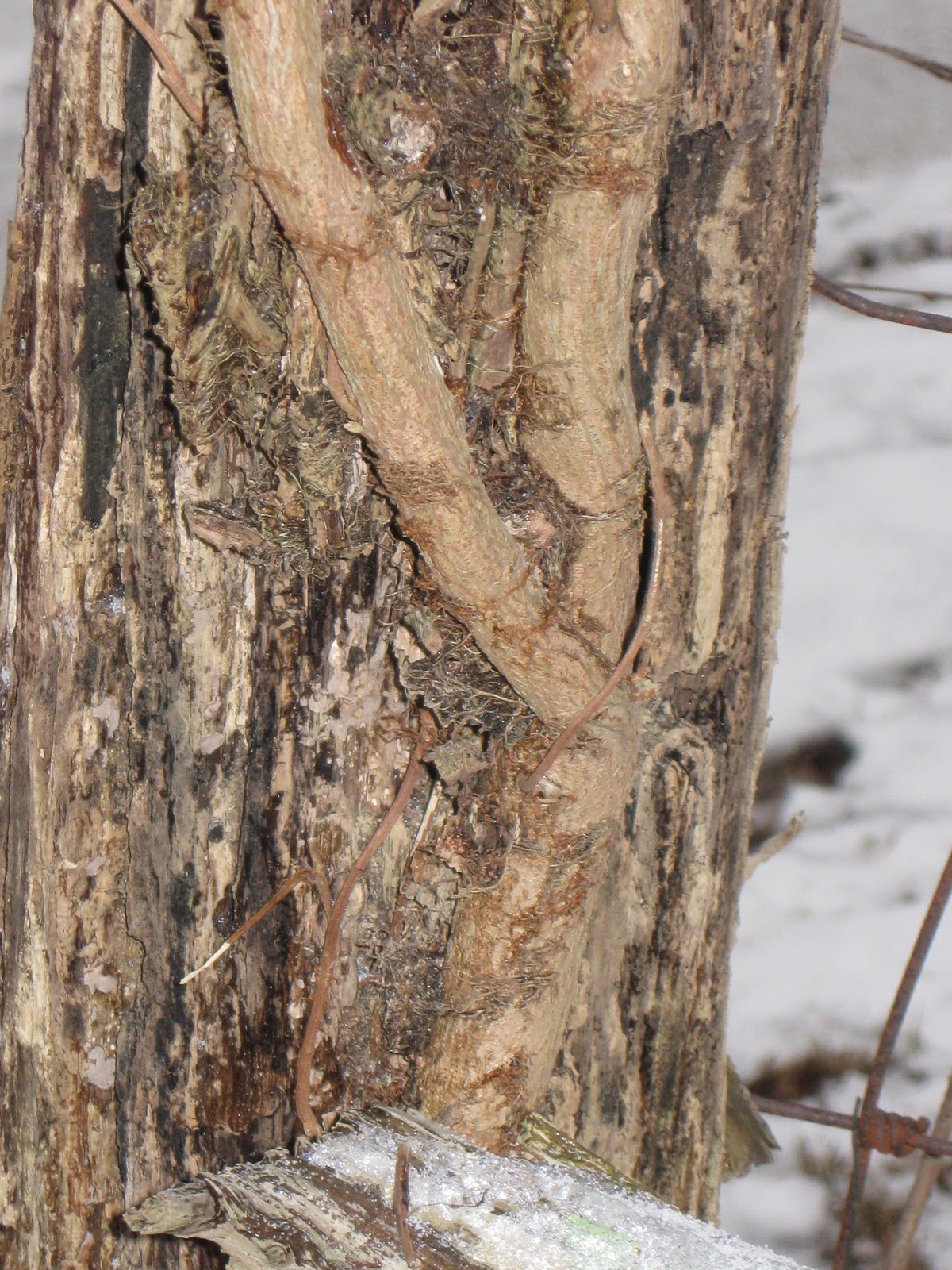 FOLKWAYS NOTEBOOK: WINTER ID -- POISON IVY OR VIRGINIA CREEPER?