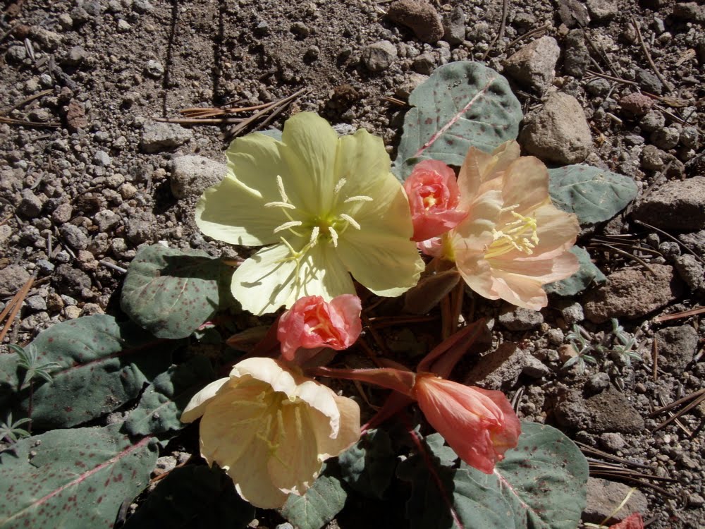 Wild Woman of Nevada: Woody-Fruited Evening Primrose