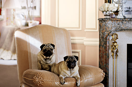 MilaneseGAL: Chic Dogs