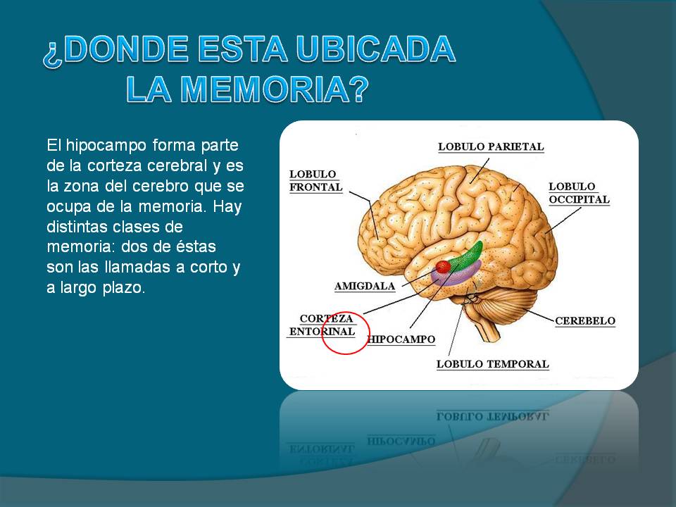 Desarrollo del niño: Desarrollo de la Memoria