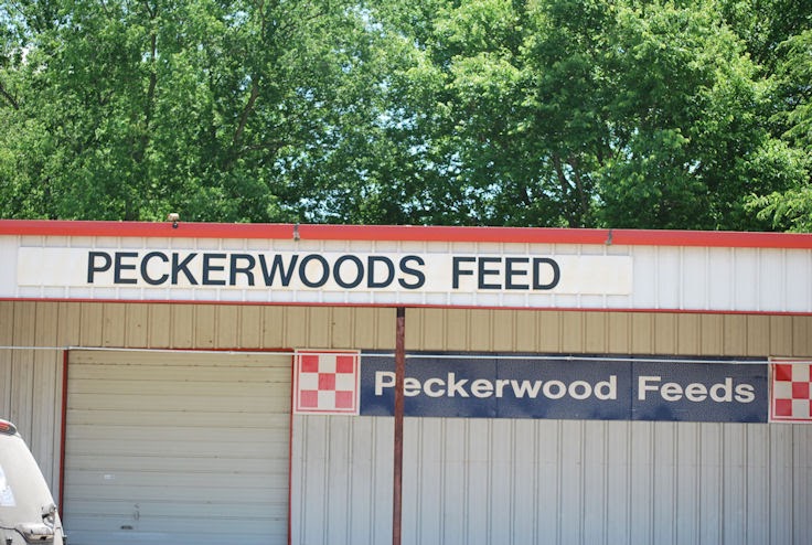 Terrell Daily Photo: Peckerwoods